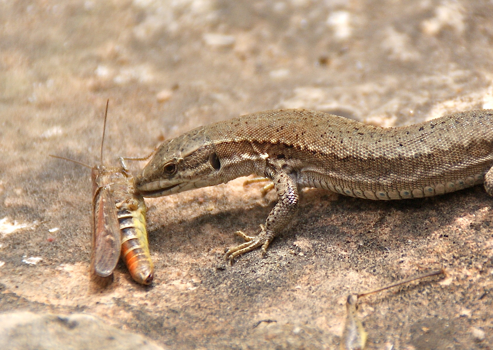 Le lézard des murailles - Quel est cet animal