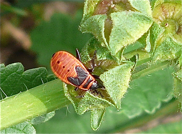 Le gendarme ou cherche-midi - Quel est cet animal