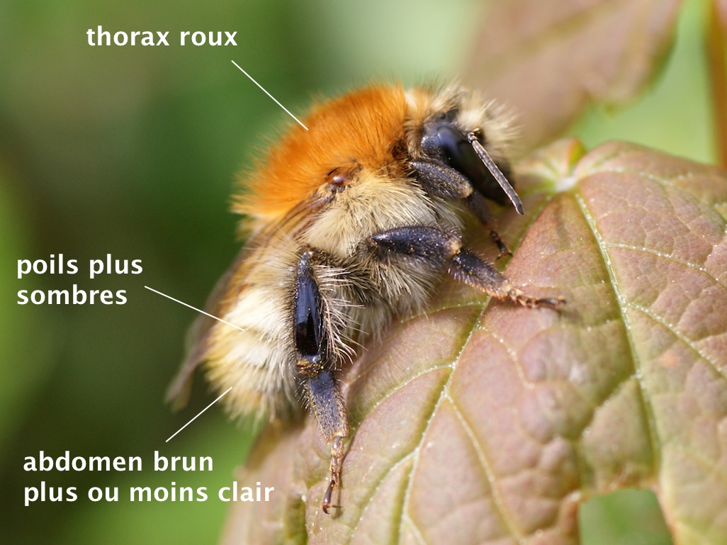Le bourdon des champs ou bourdon roux - Quel est cet animal