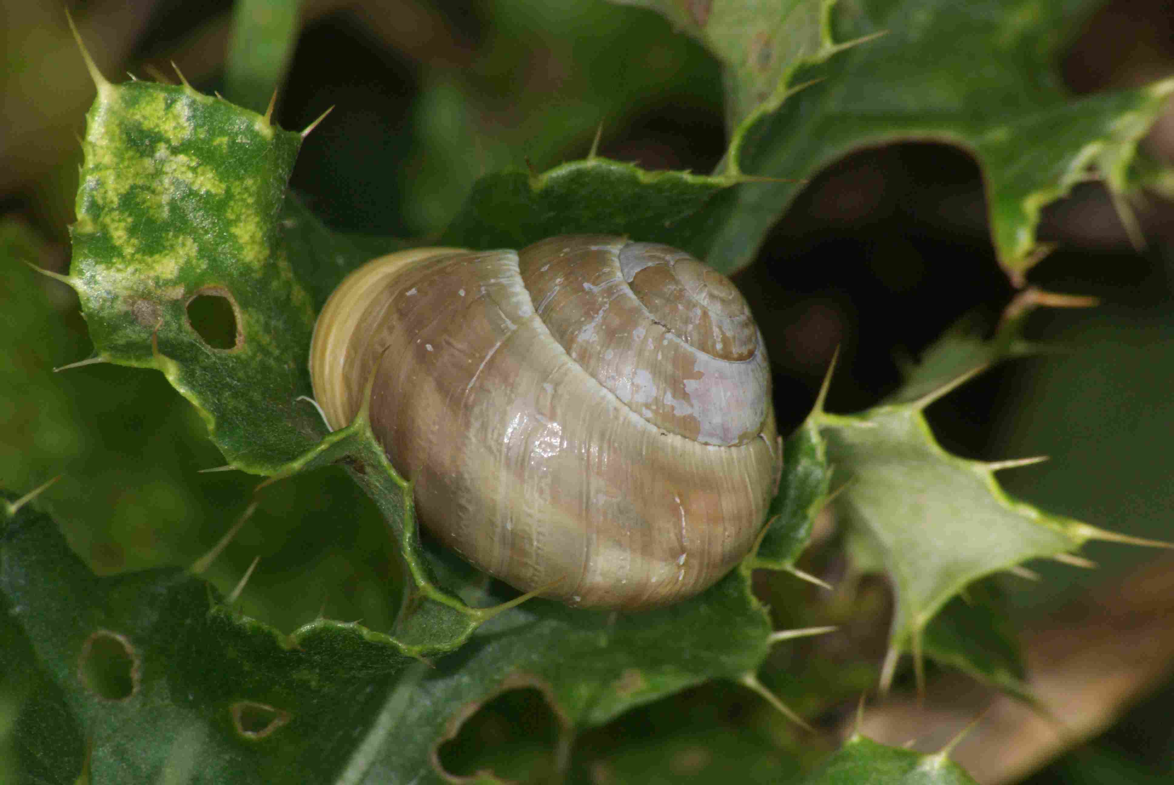Escargot des bois, escargot des jardins - Quel est cet animal
