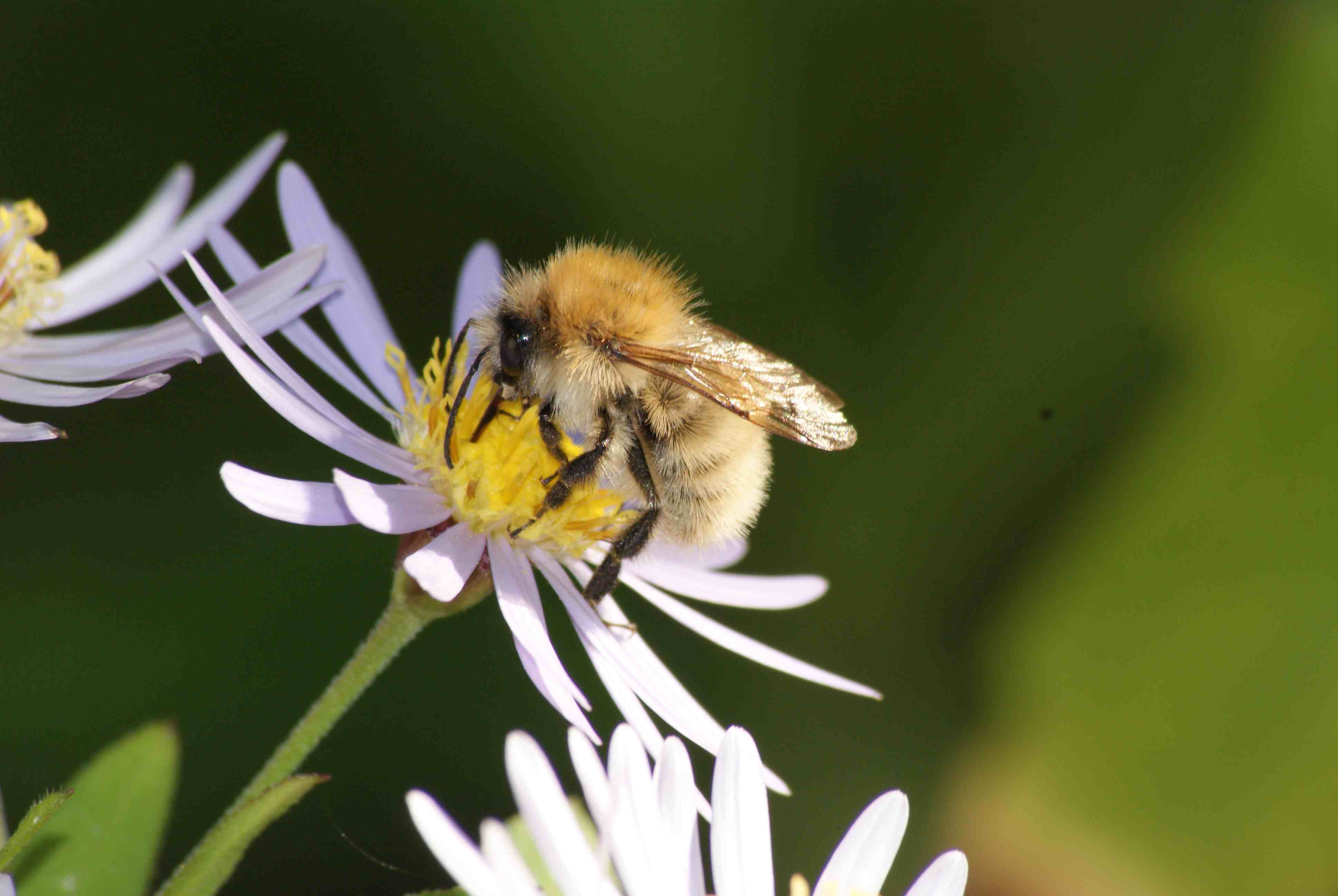 Le bourdon des champs ou bourdon roux - Quel est cet animal