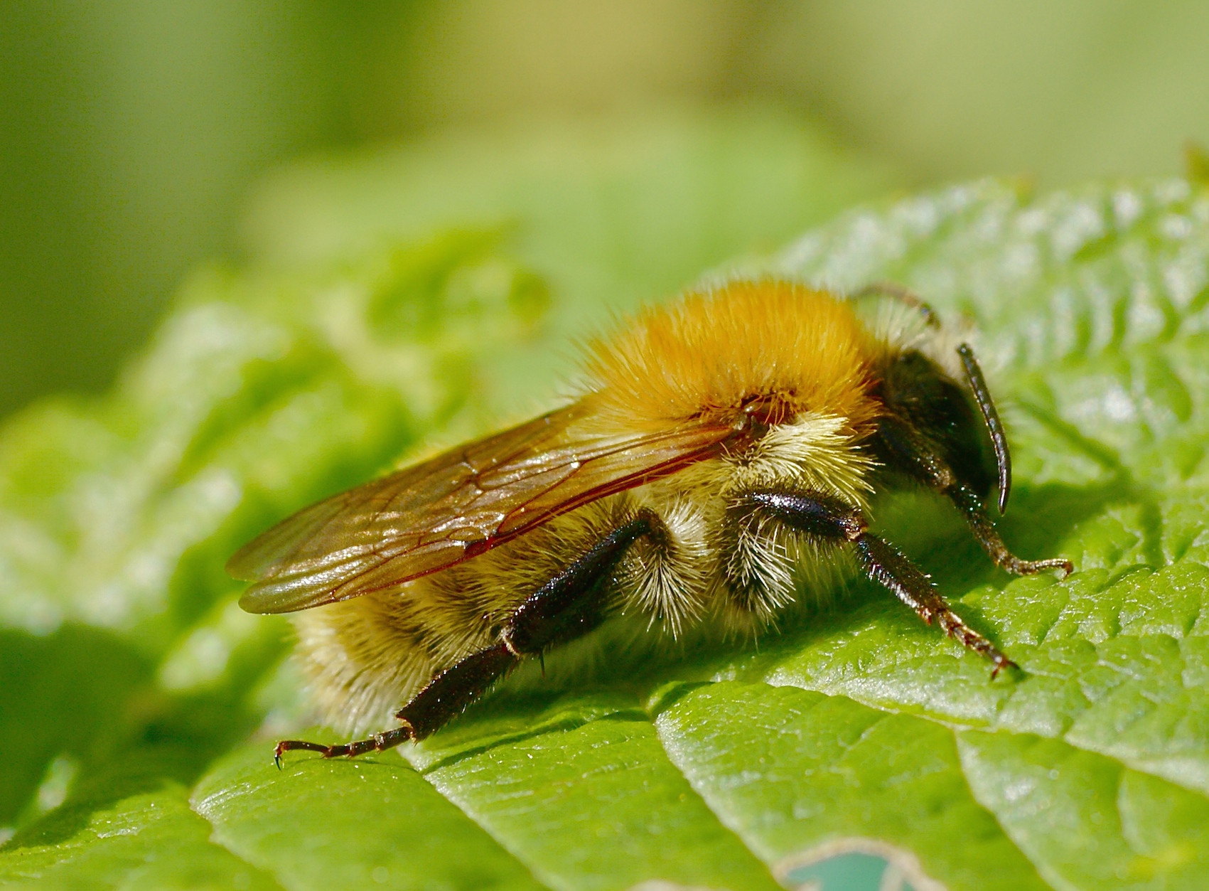 Le bourdon des champs ou bourdon roux - Quel est cet animal