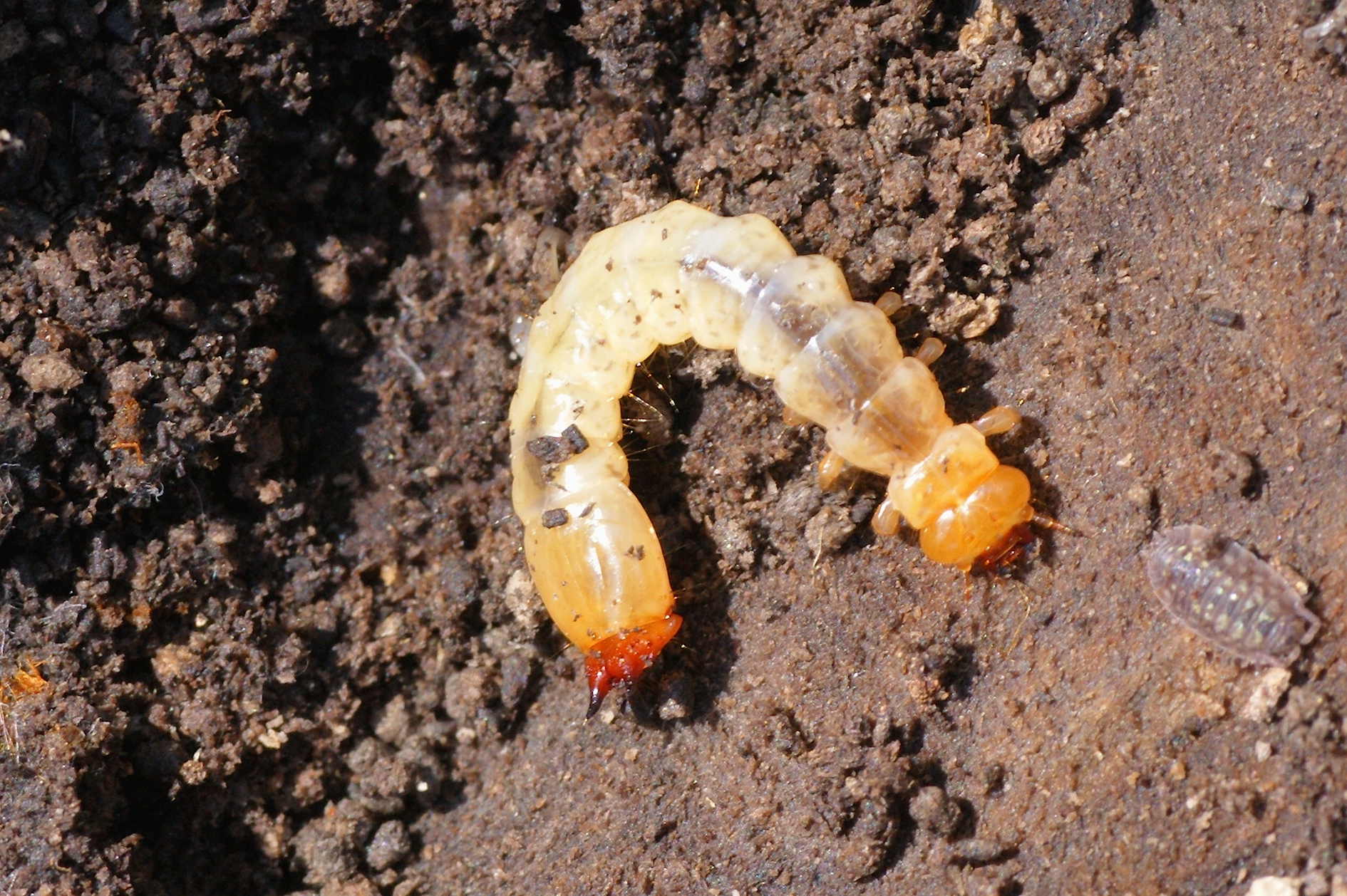 Insecte Carapace Rouge Dans Maison | Ventana Blog