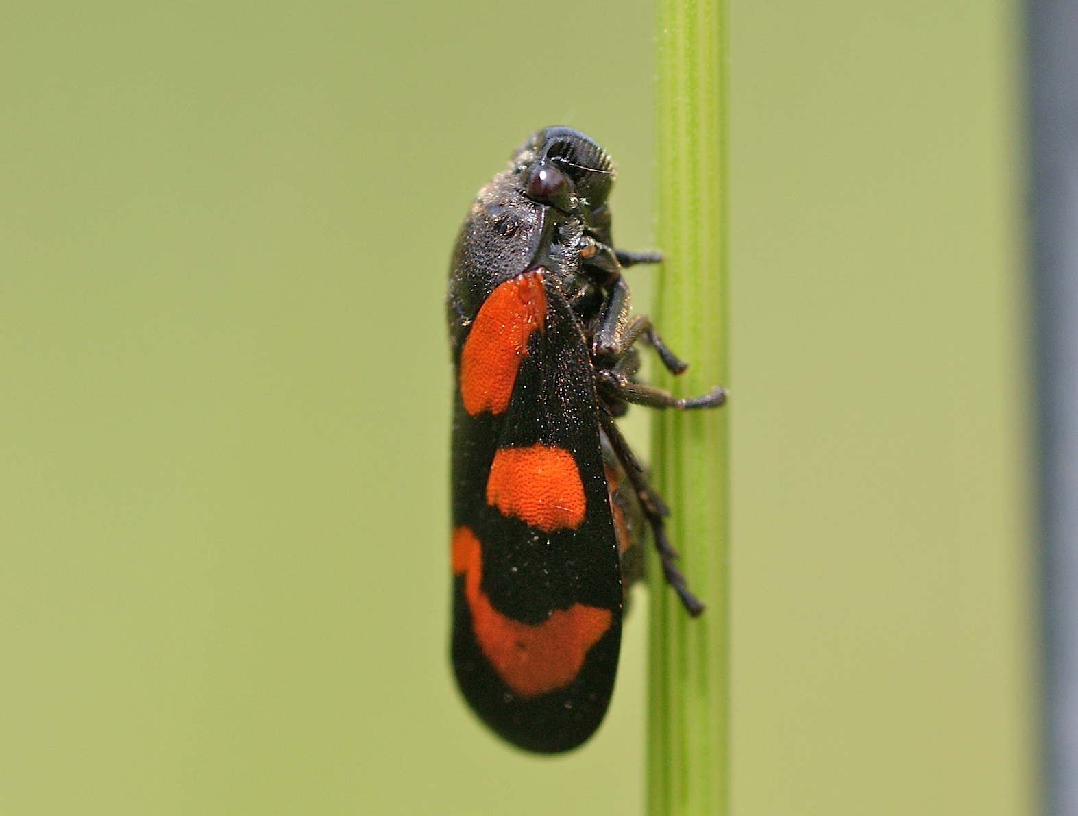 punaise rouge et noire Archives - Quel est cet animal