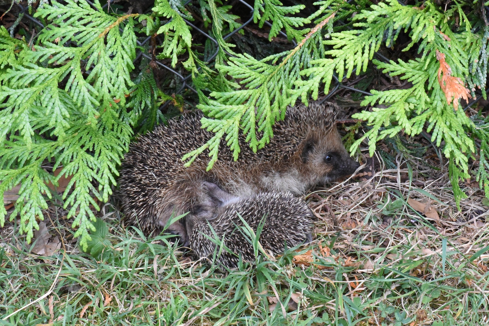 Le hérisson - Quel est cet animal