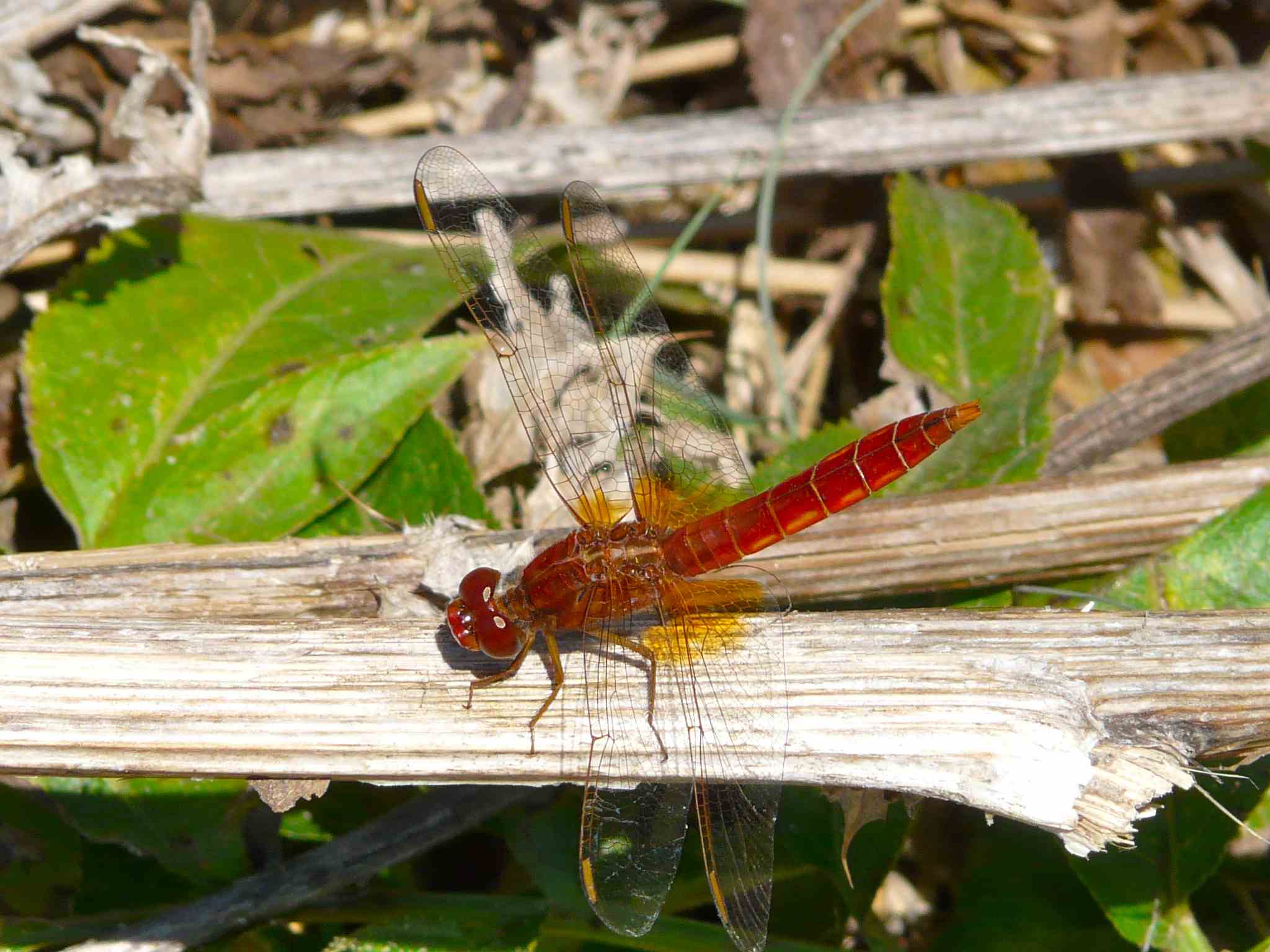 La libellule écarlate - Quel est cet animal