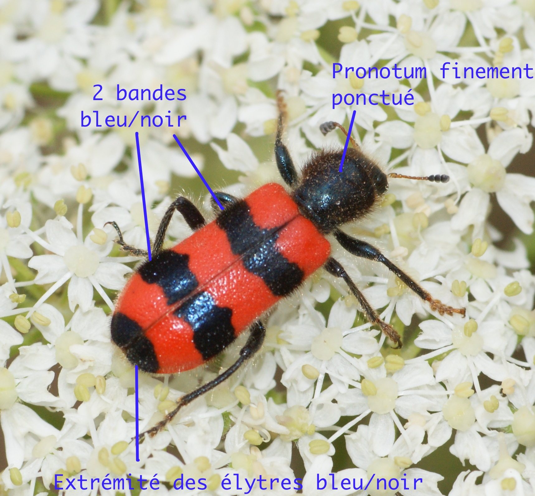 Le clairon des abeilles - Quel est cet animal