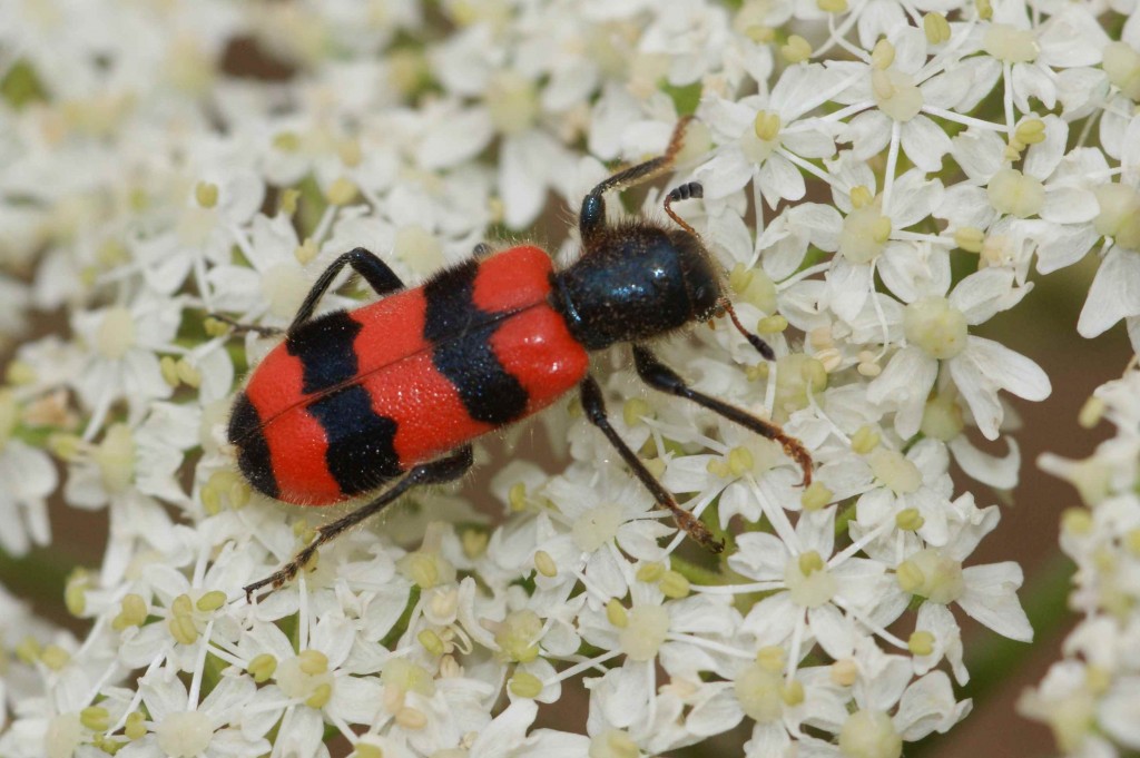 Le clairon des abeilles - Quel est cet animal