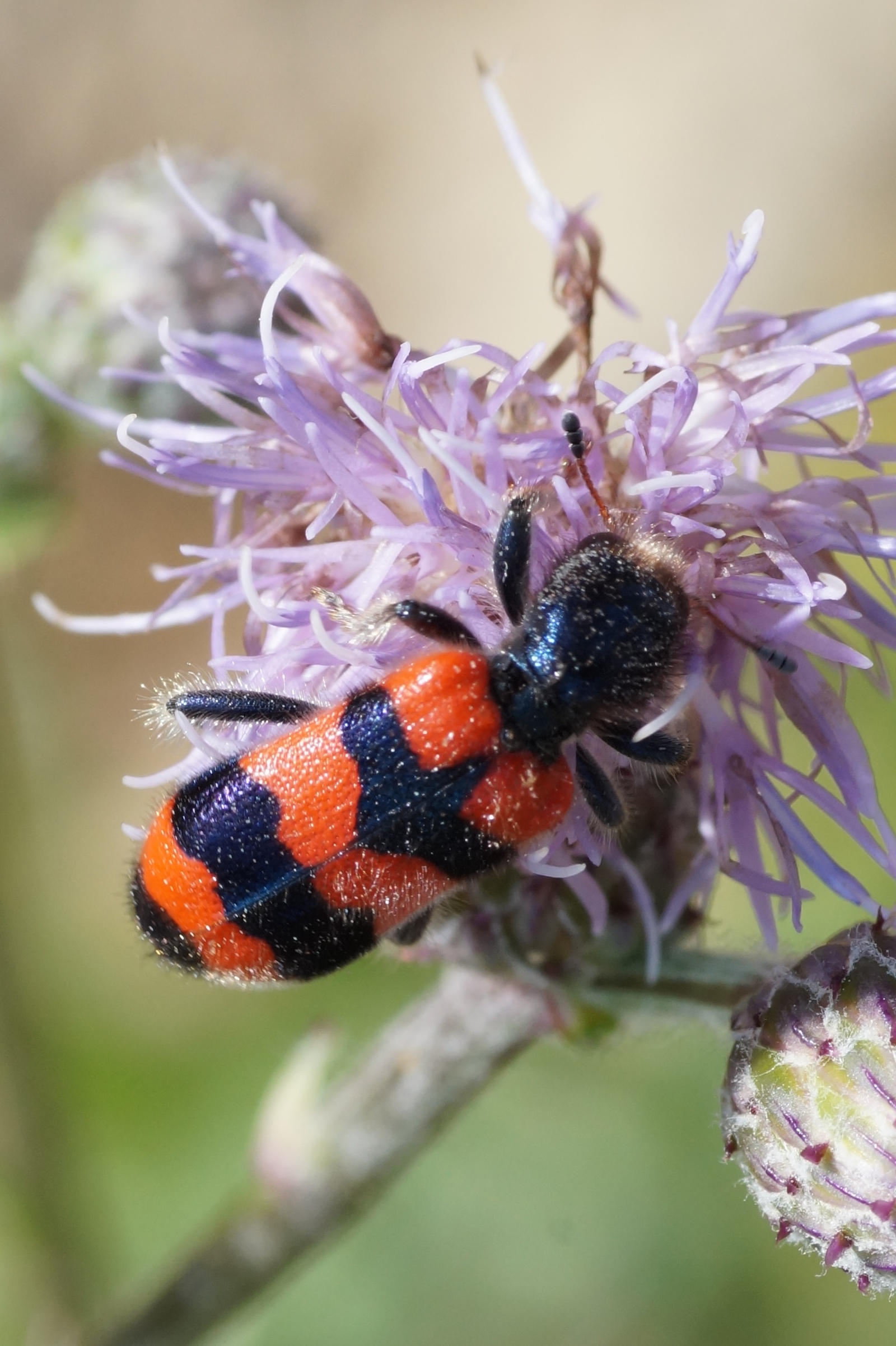 prédateur d'insecte Archives - Quel est cet animal