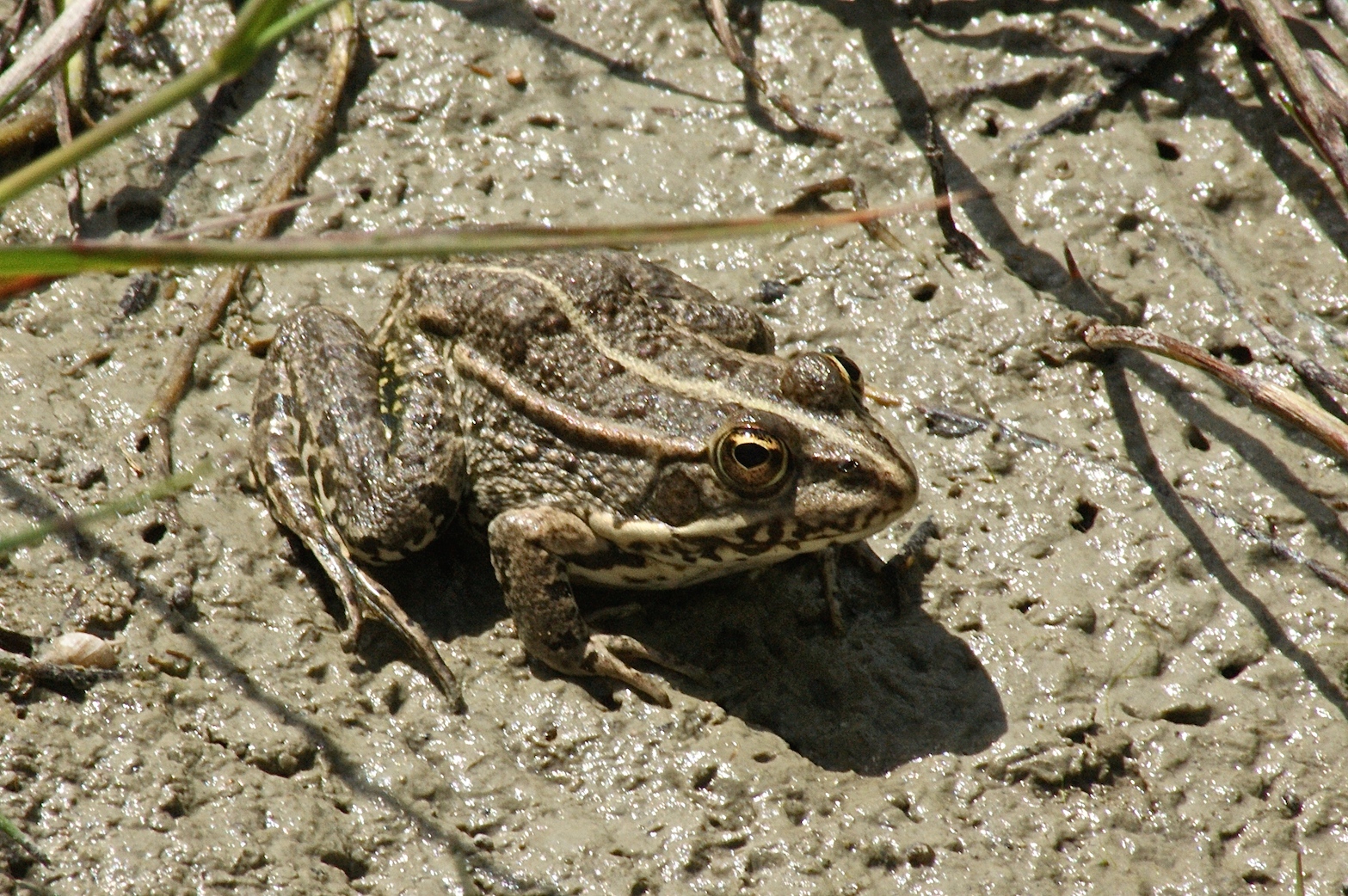 La grenouille verte - Quel est cet animal
