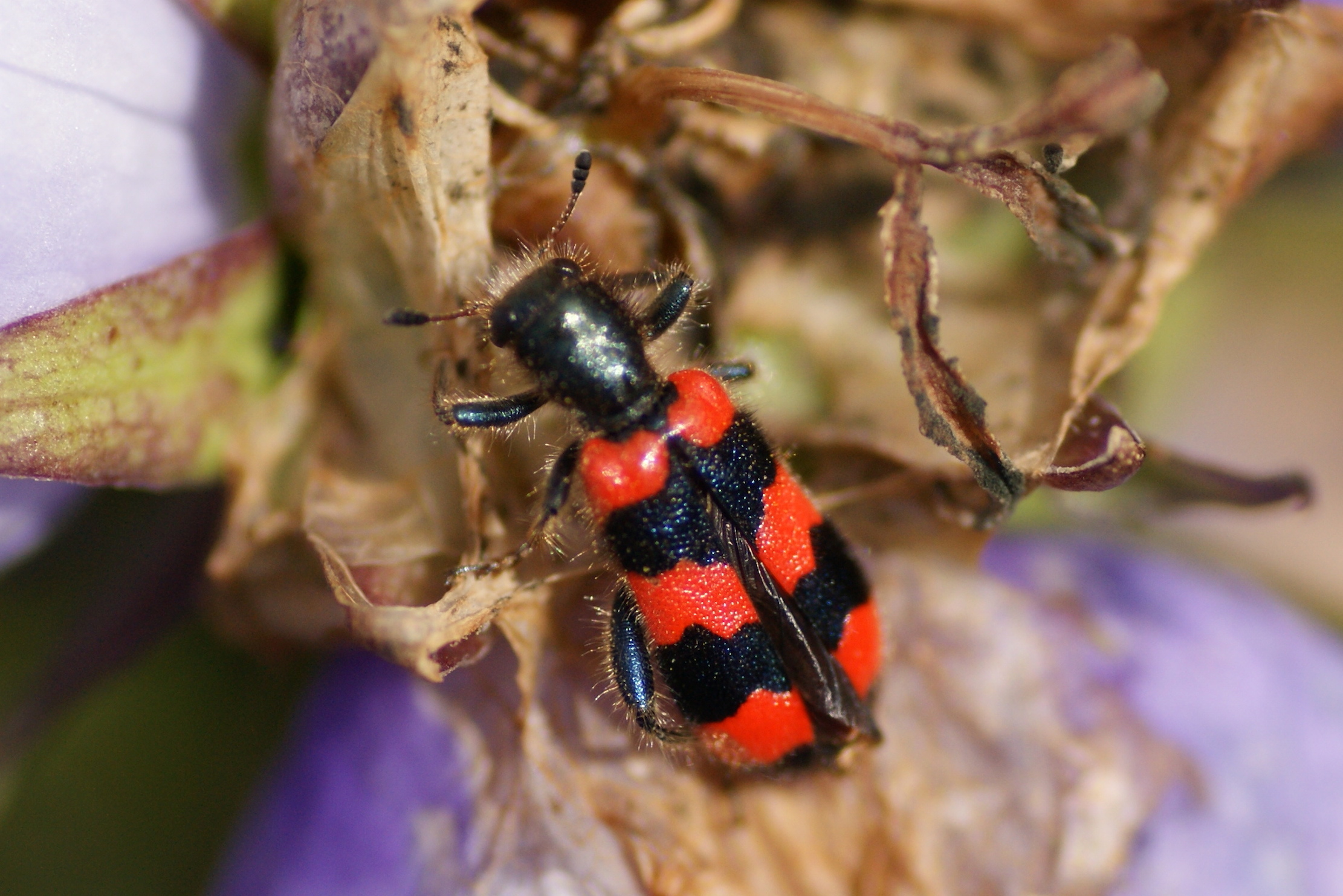 prédateur d'insecte Archives - Quel est cet animal