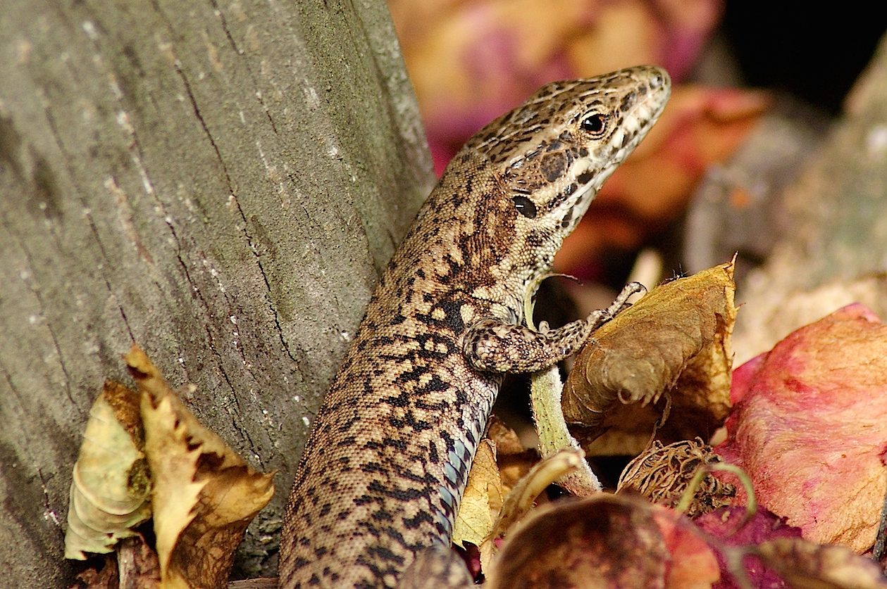 Le lézard des murailles - Quel est cet animal