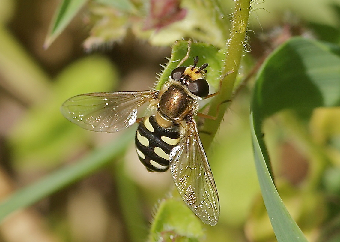 Le syrphe des corolles - Quel est cet animal