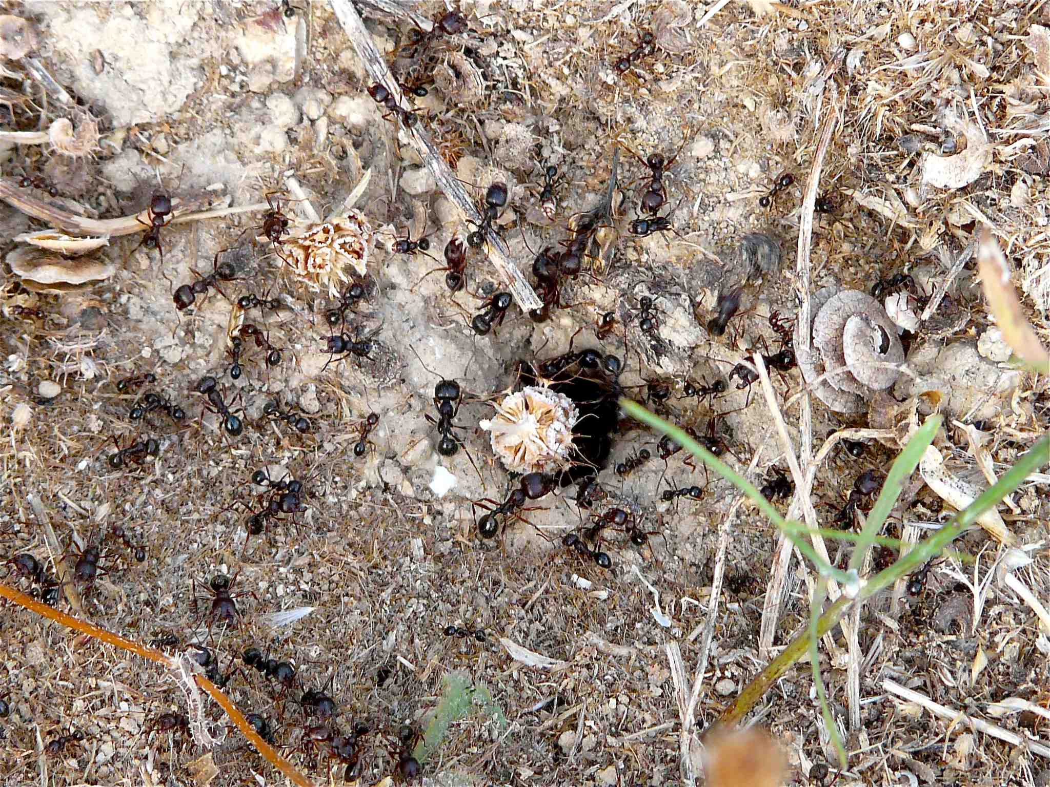 La fourmi moissonneuse - Quel est cet animal