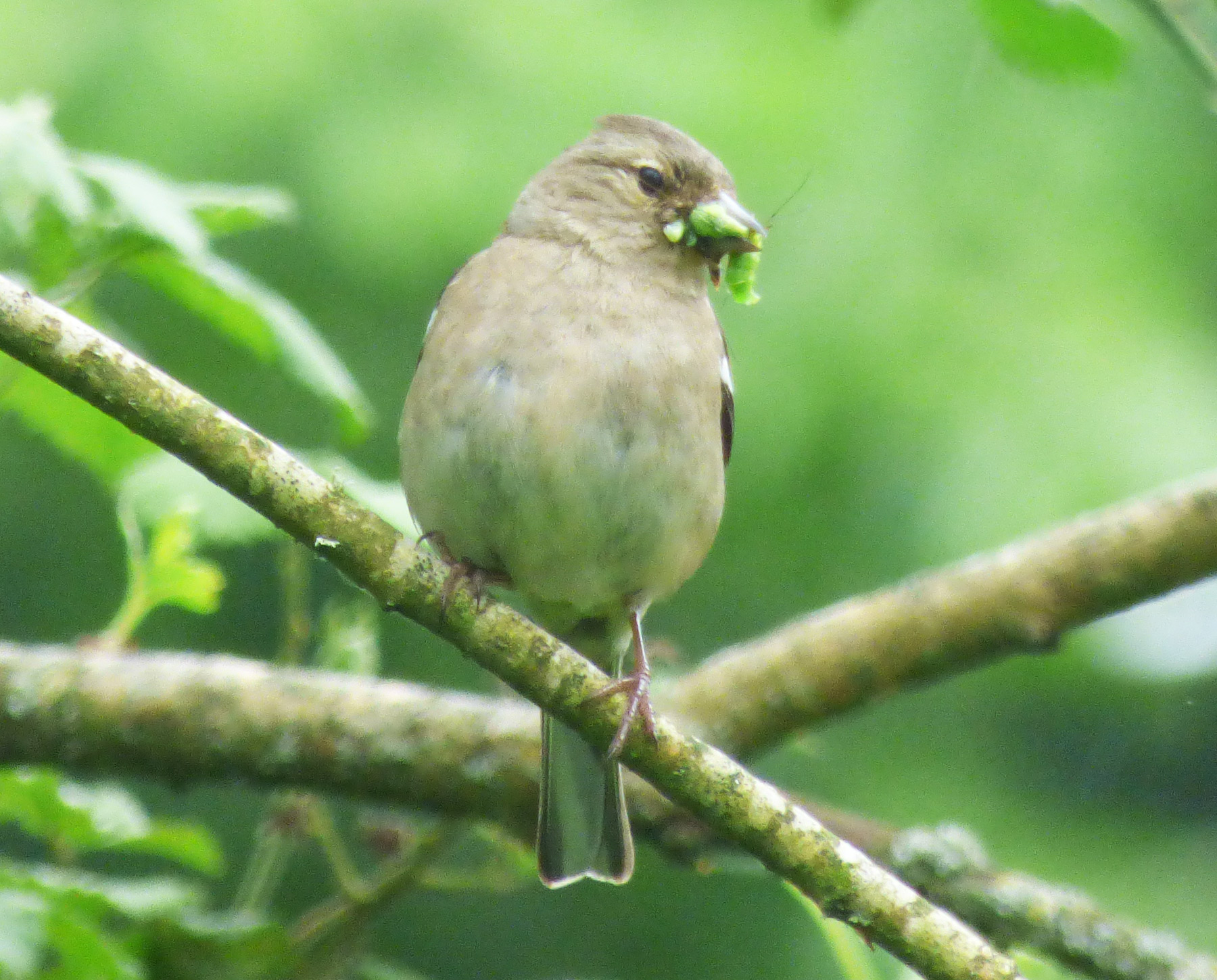 Le pinson des arbres