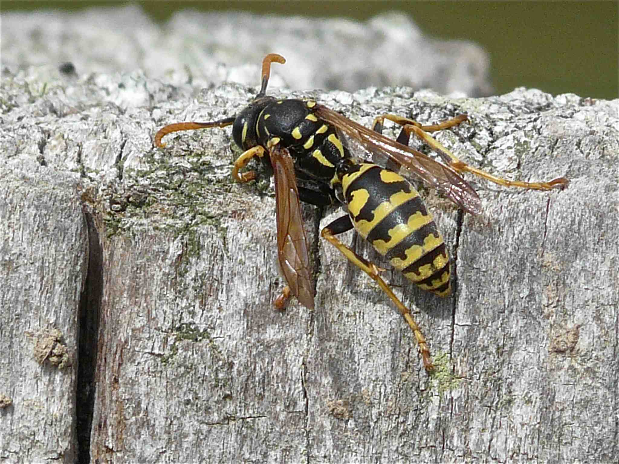 La poliste française - Quel est cet animal