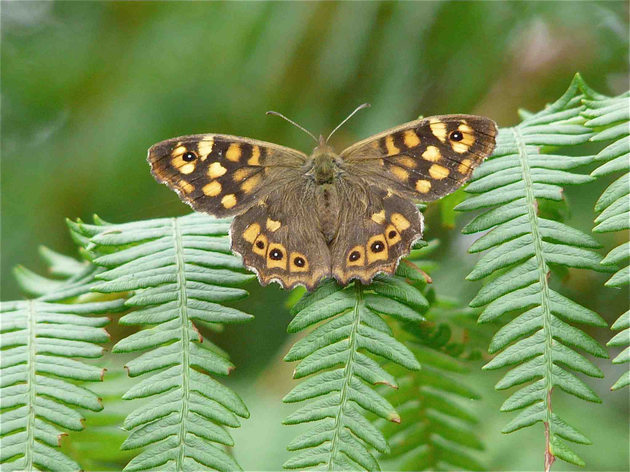 papillon brun et jaune Archives - Quel est cet animal