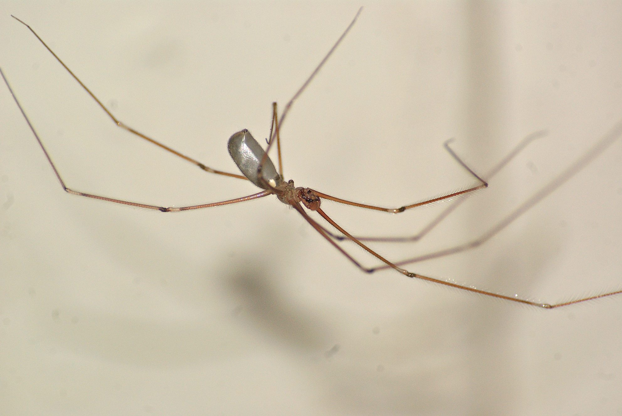 Le pholque phalangide - Quel est cet animal