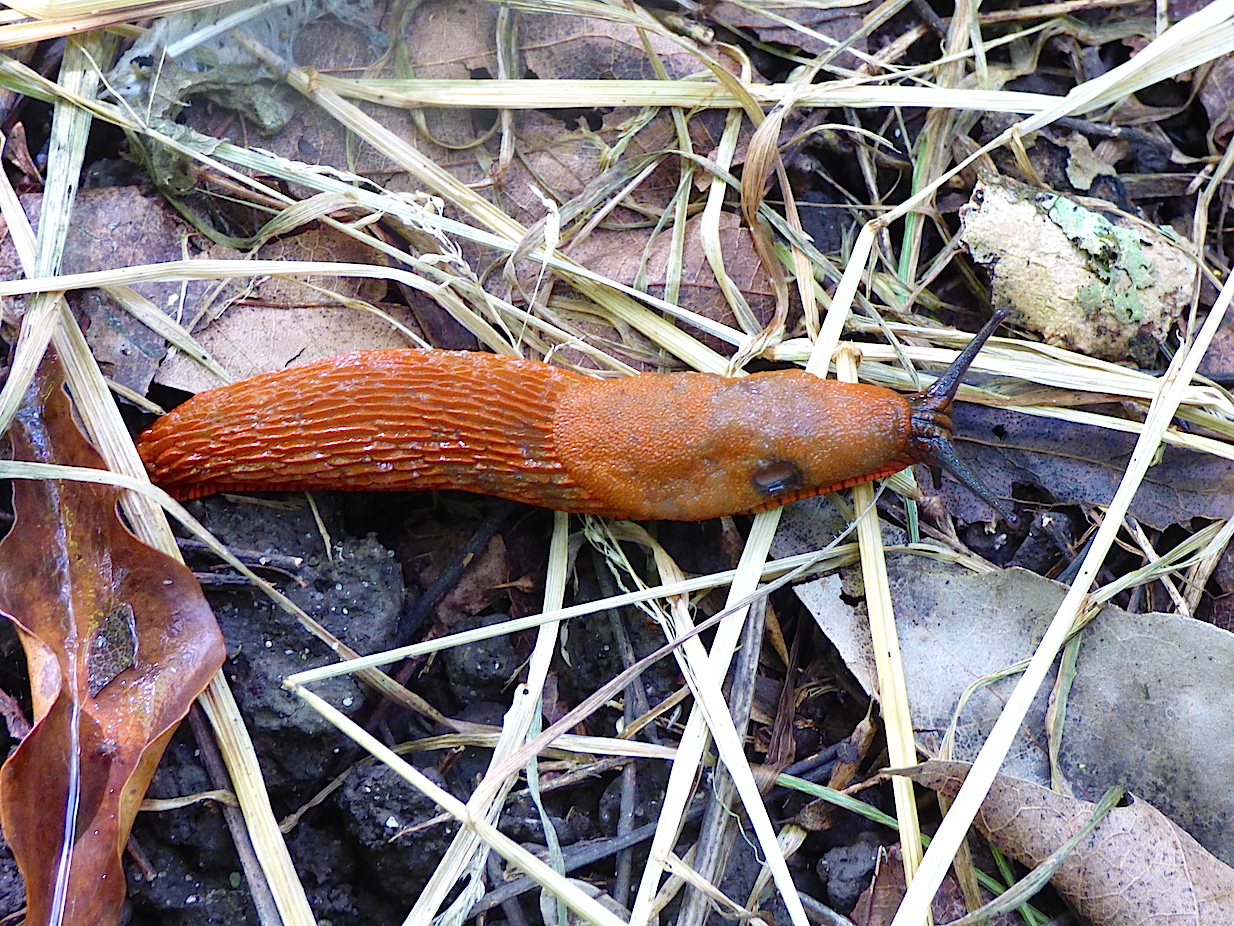 La loche rouge - Quel est cet animal