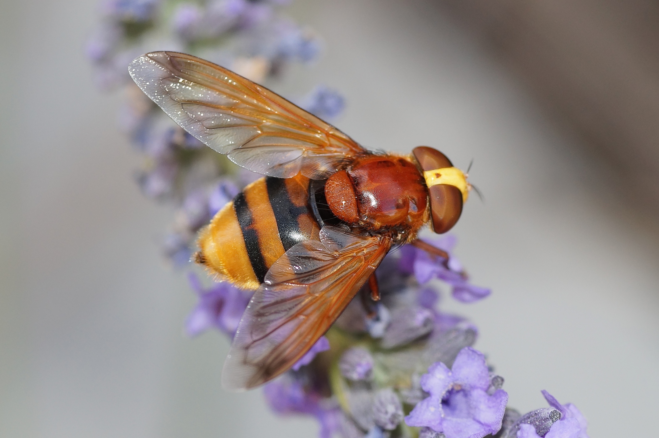 mouche Archives - Quel est cet animal