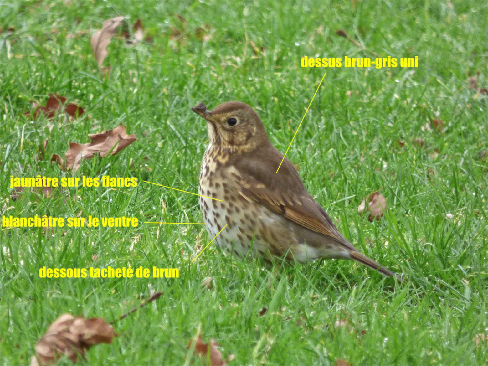 La grive musicienne - Quel est cet animal