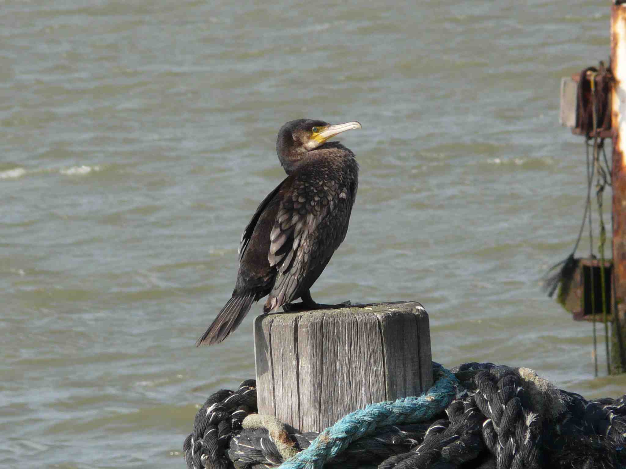 Le grand cormoran - Quel est cet animal