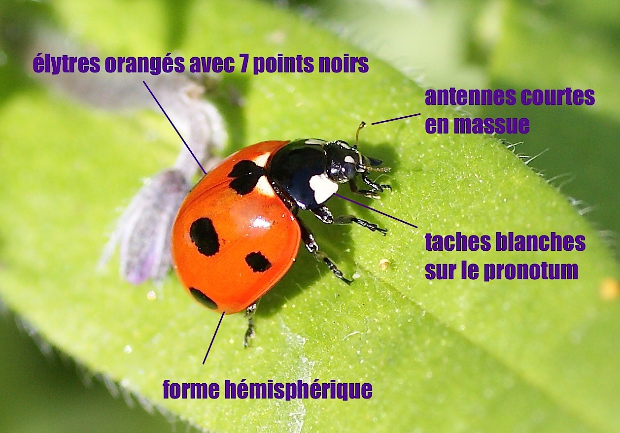 Coccinelle Point Blanc Signification