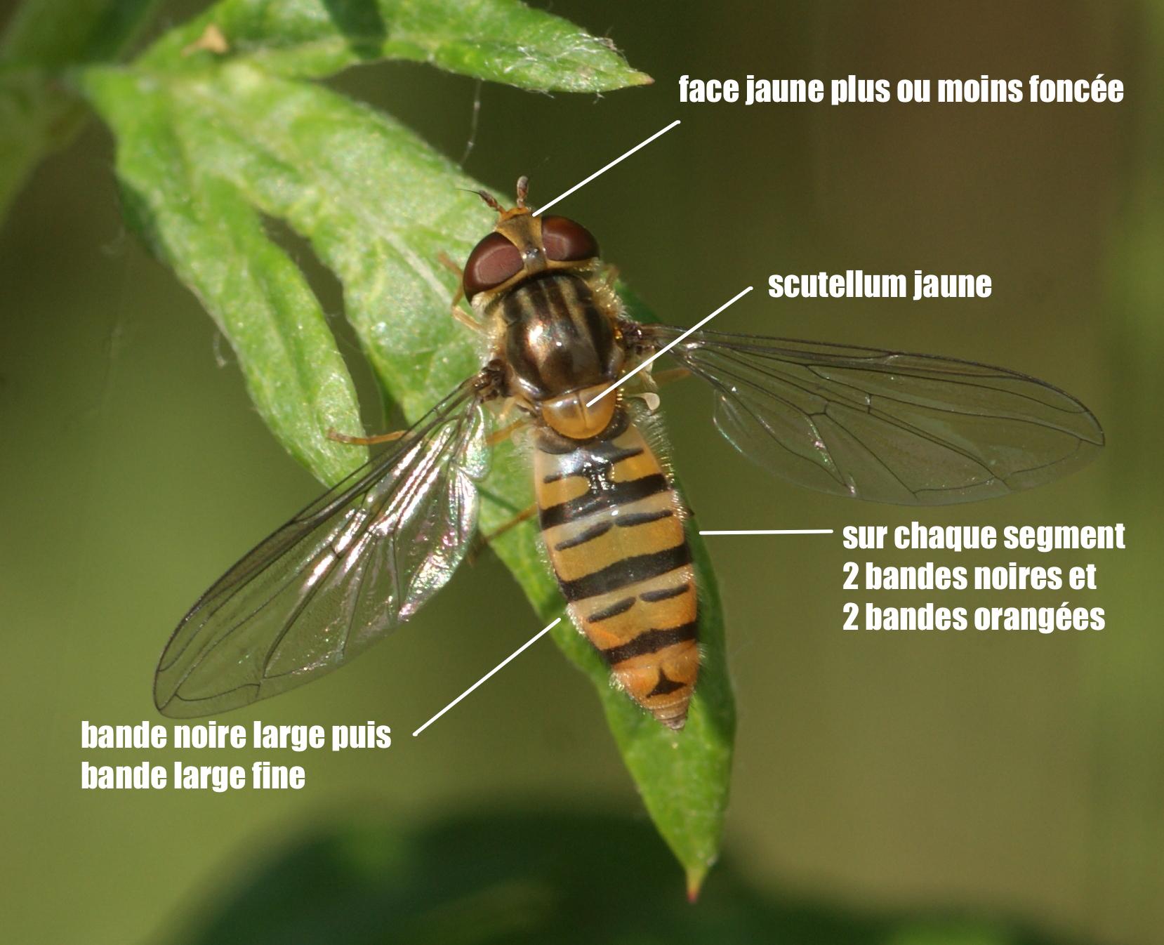 Le syrphe à ceinture - Quel est cet animal