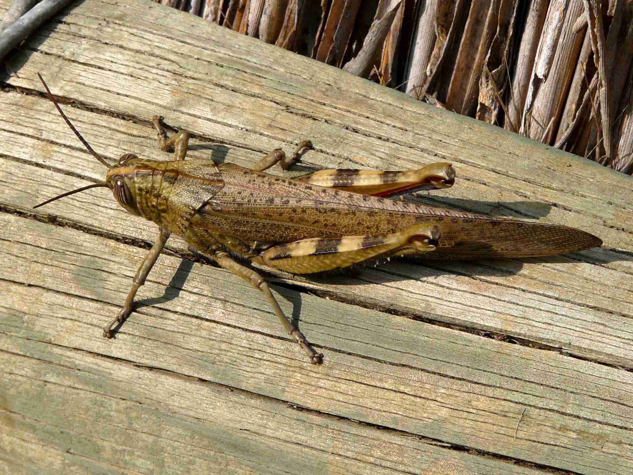 Le criquet égyptien - Quel est cet animal