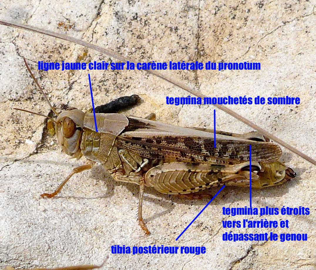 Le criquet italien - Quel est cet animal