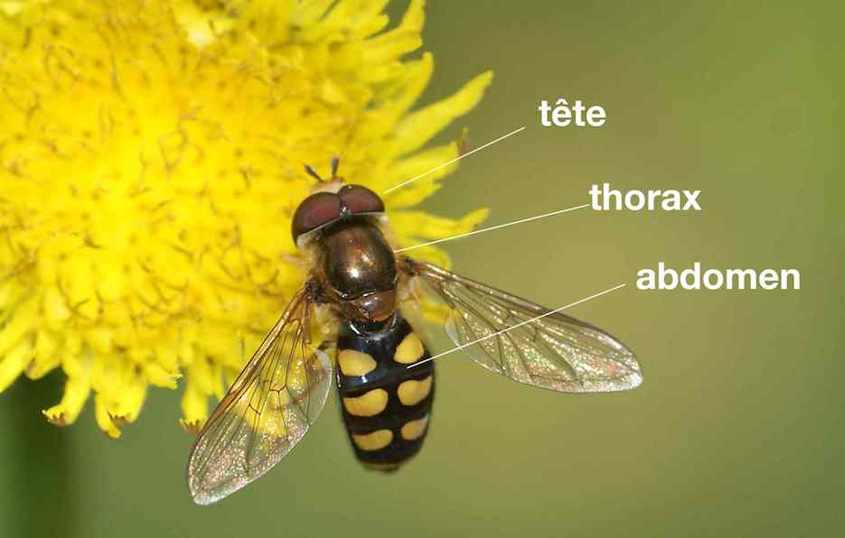 Lexique illustré - Quel est cet animal