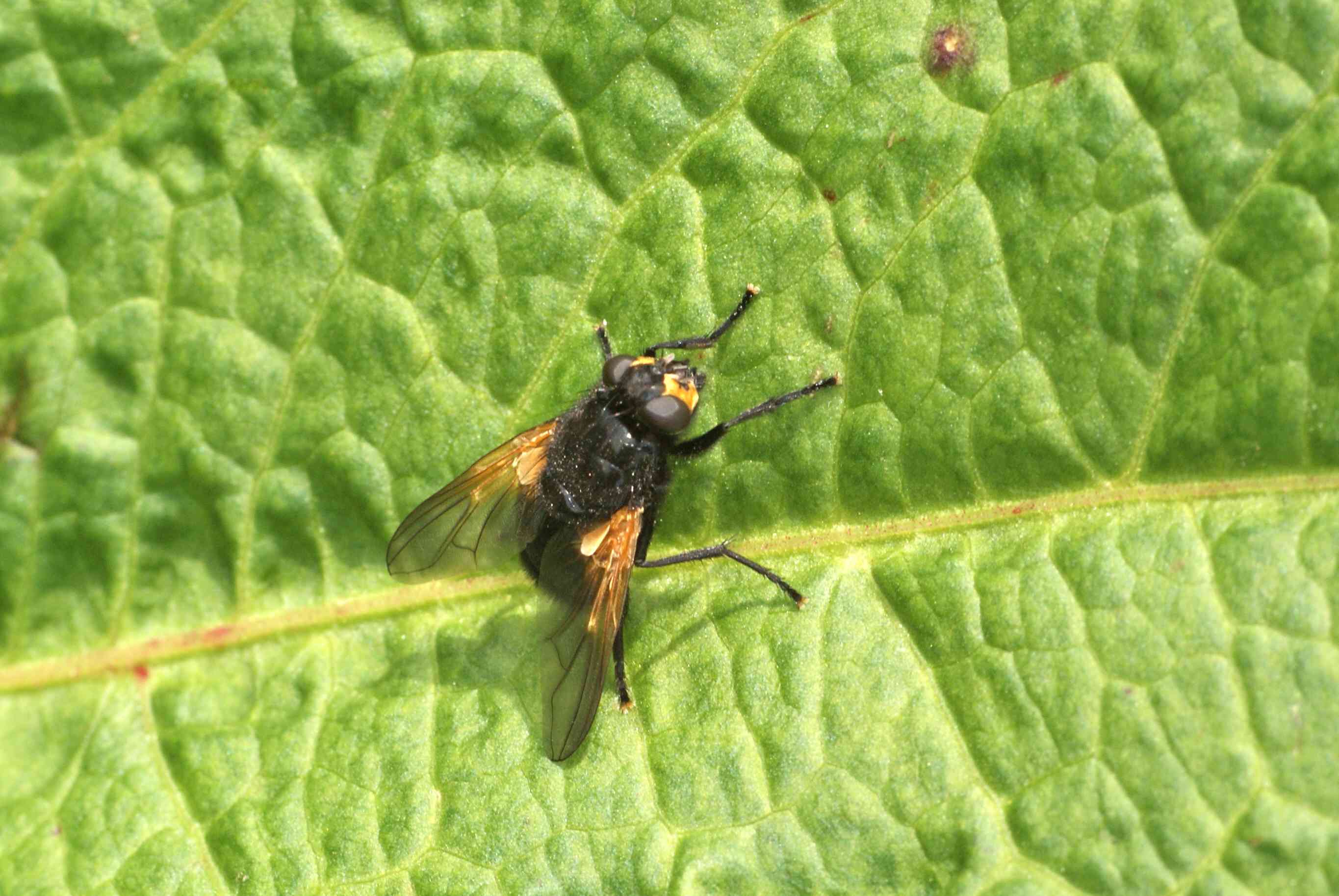 mouche Archives - Quel est cet animal