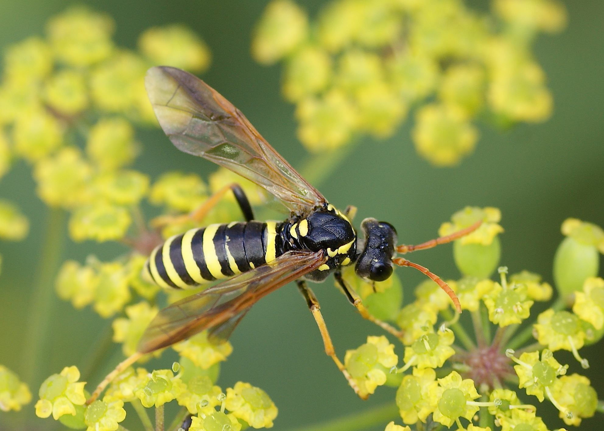 L'allante de la scrophulaire - Quel est cet animal