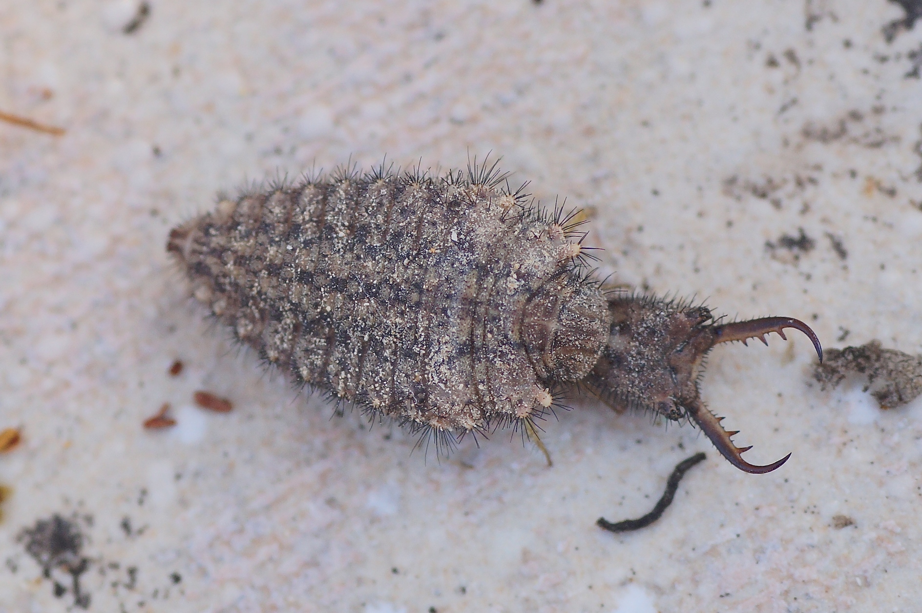 Le fourmilion longicorne