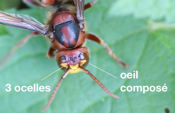 Lexique illustré - Quel est cet animal