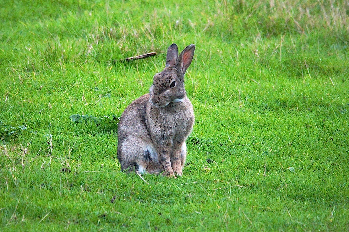 Le lapin de garenne - Quel est cet animal