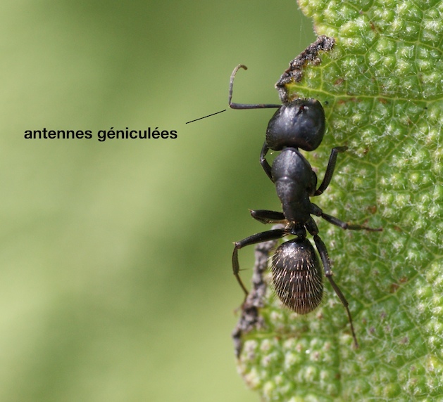 Lexique illustré - Quel est cet animal