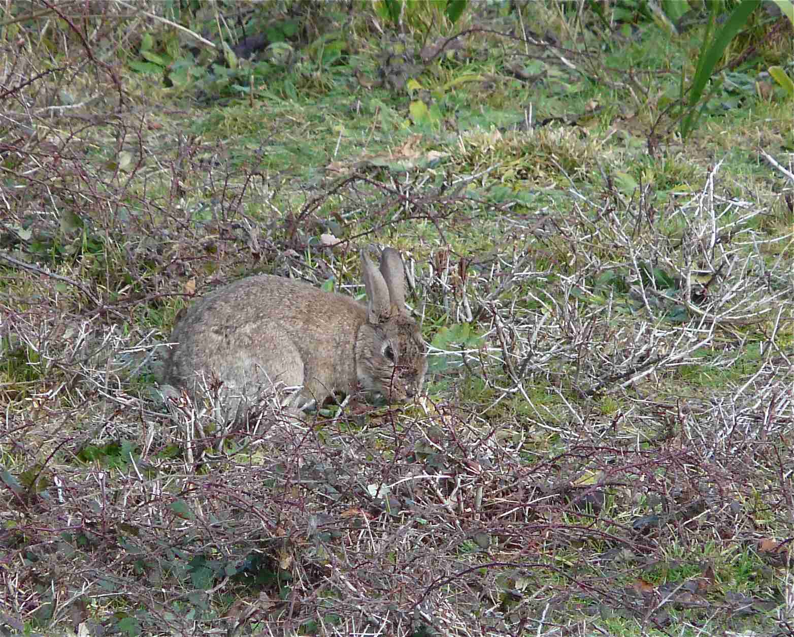 Le lapin de garenne - Quel est cet animal