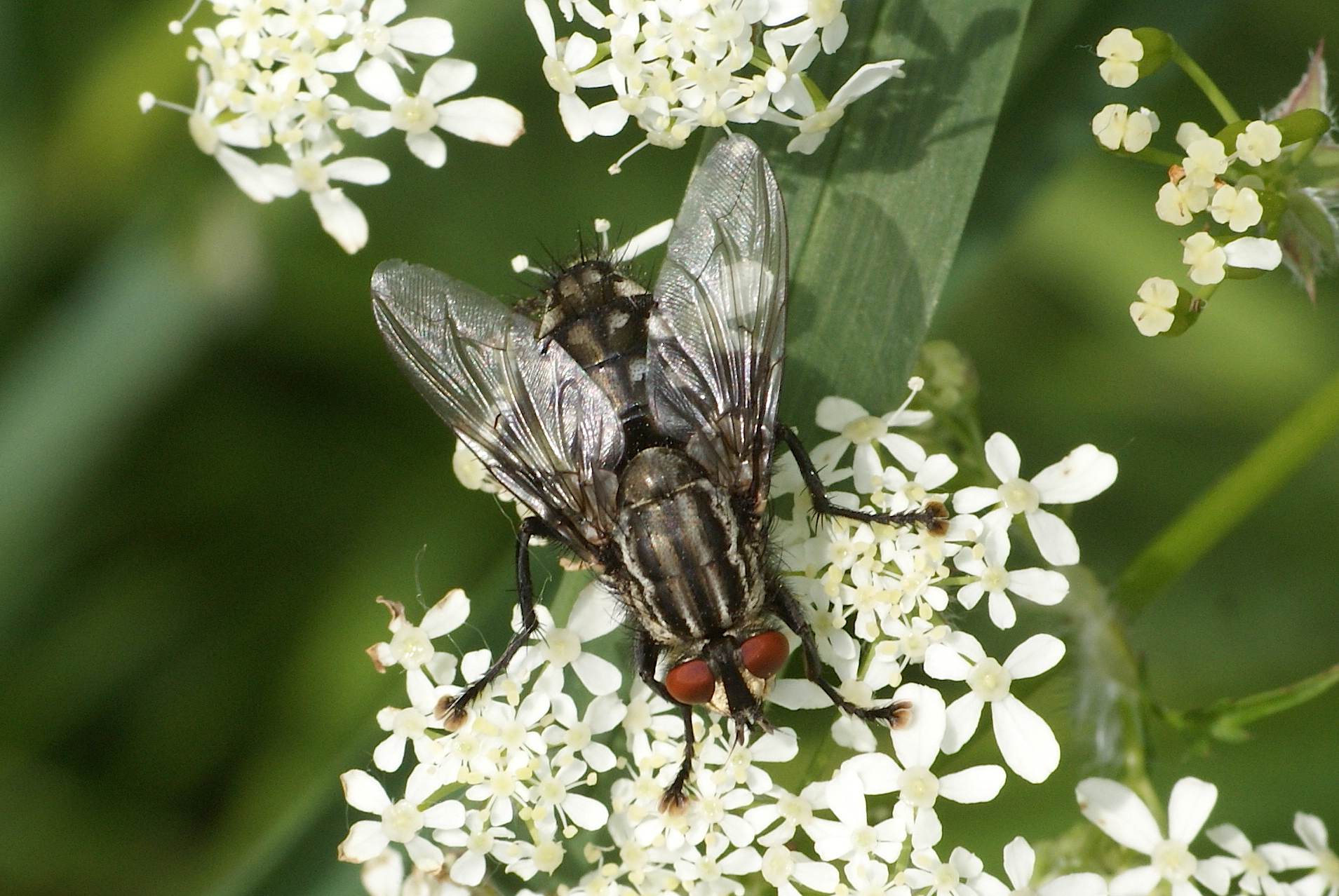 La mouche à damier - Quel est cet animal