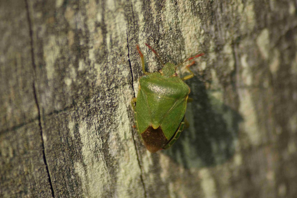 La punaise verte - Quel est cet animal