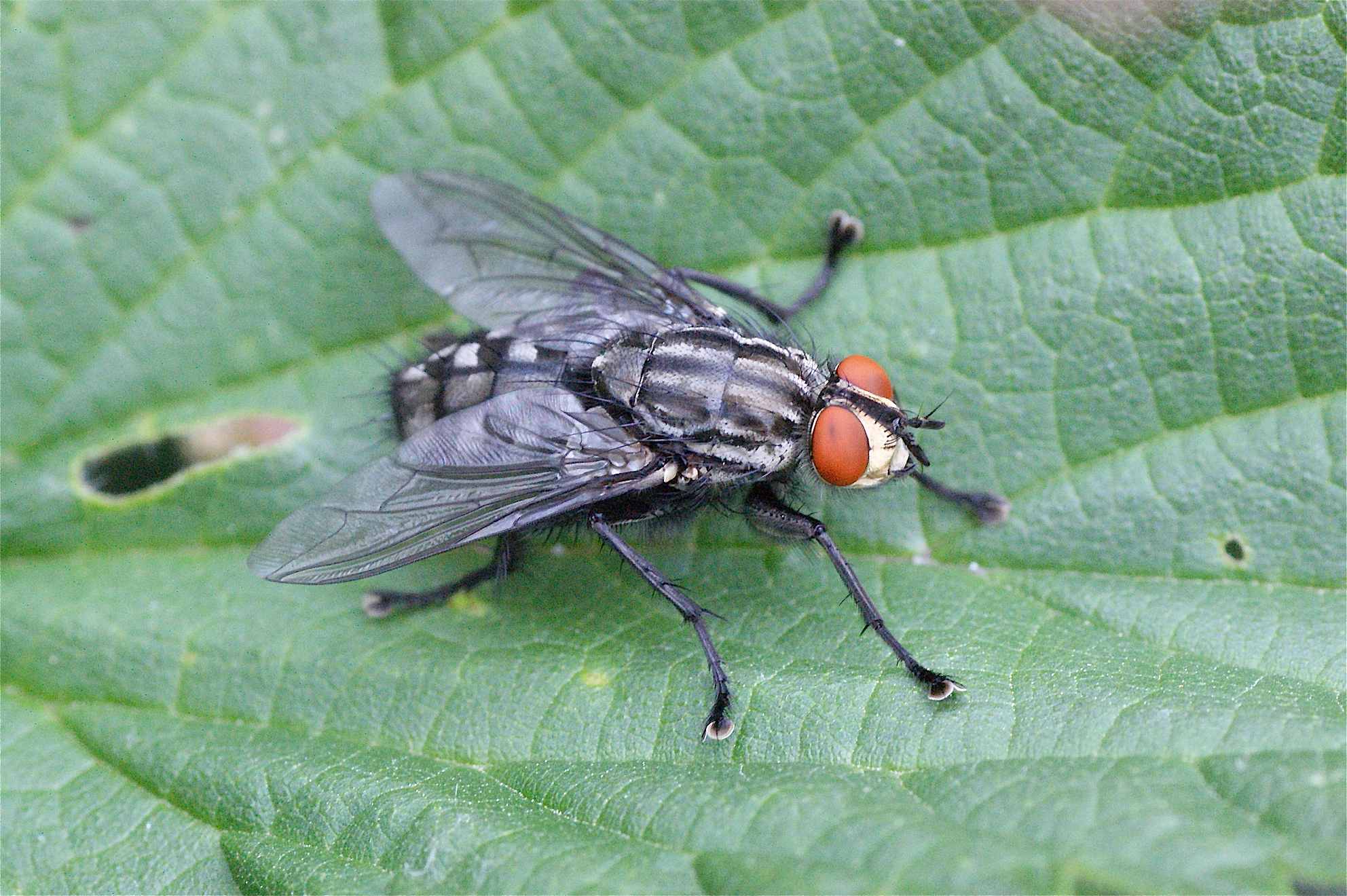 La Mouche Damier Quel Est Cet Animal