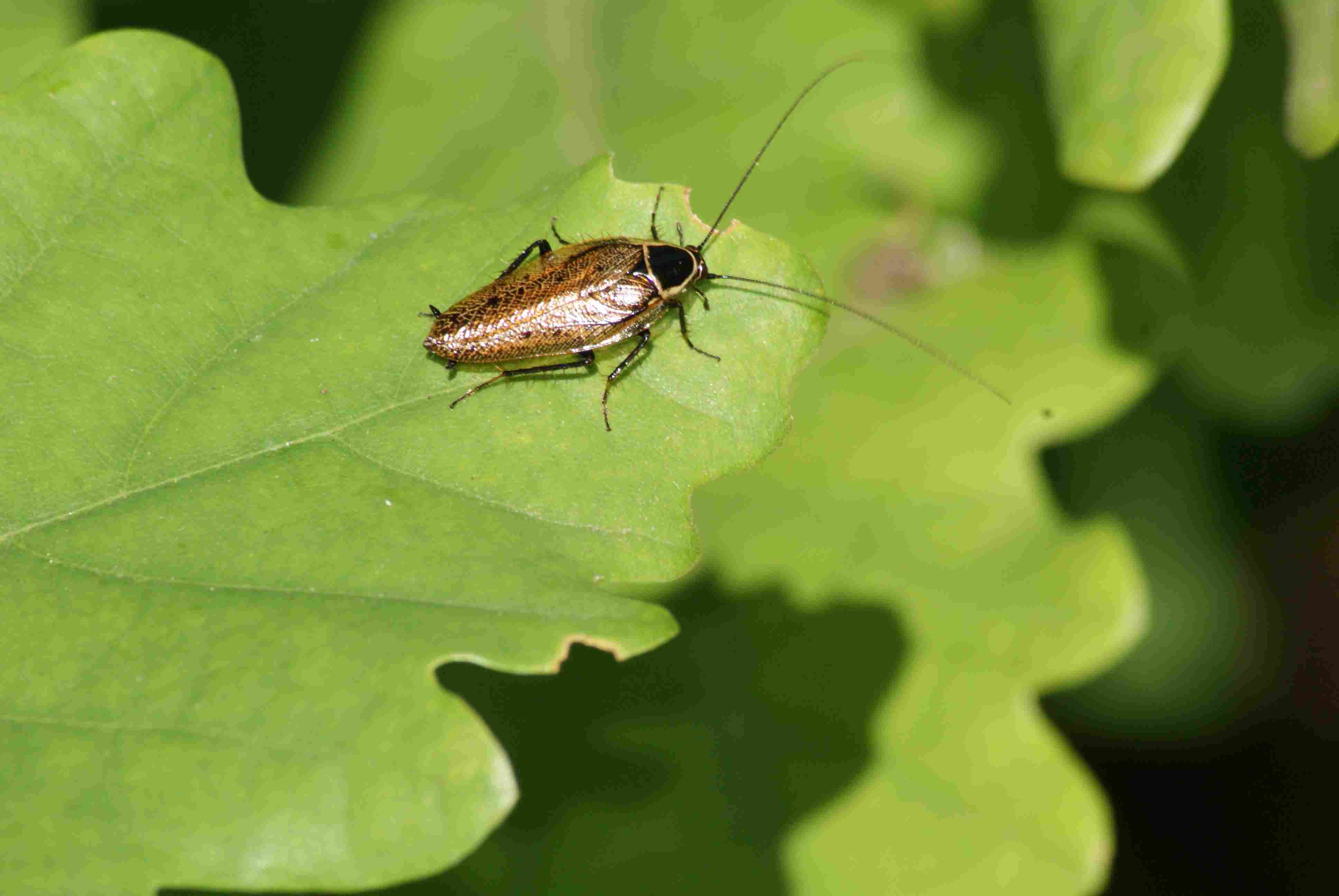 La blatte sylvestre - Quel est cet animal