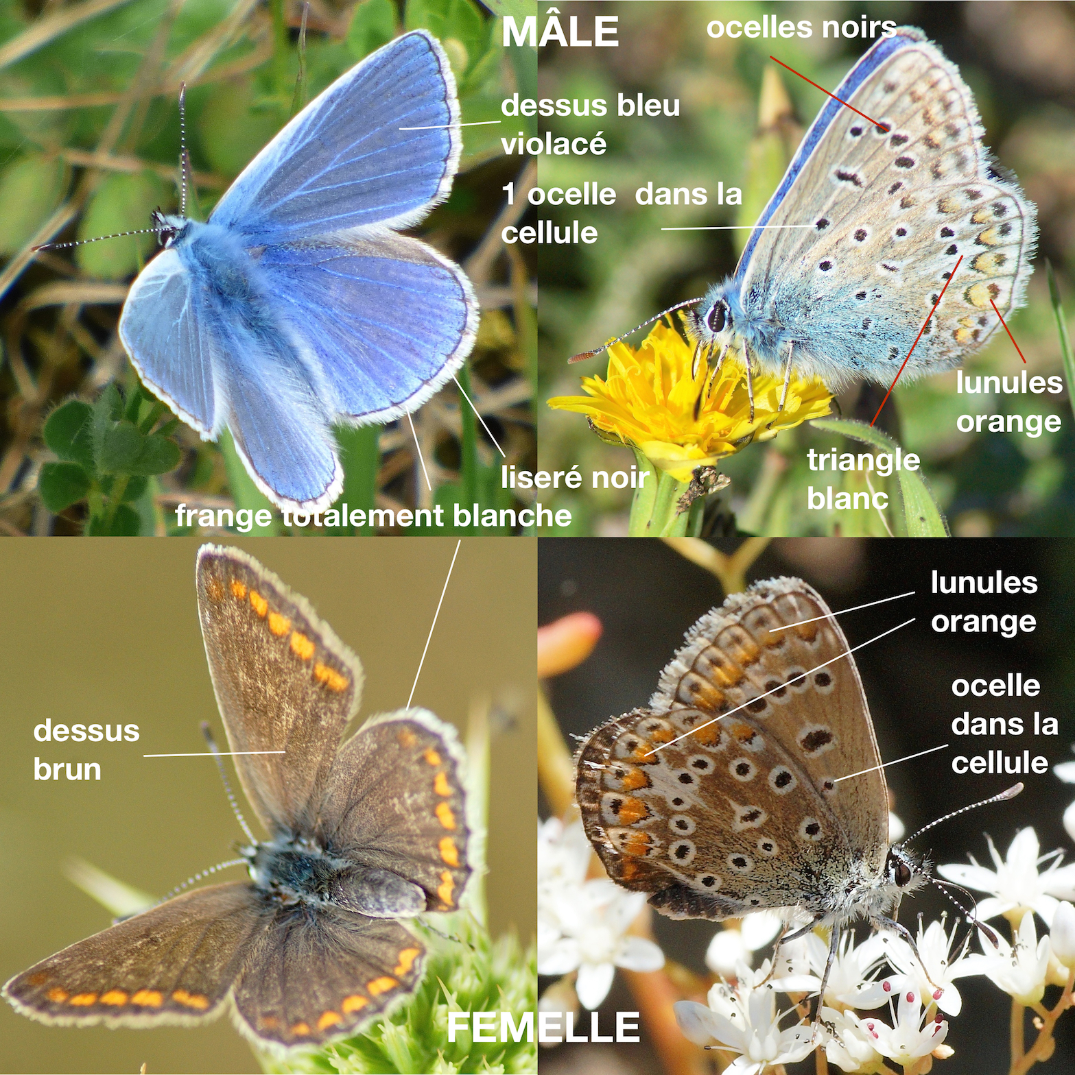 L'argus bleu - Quel est cet animal