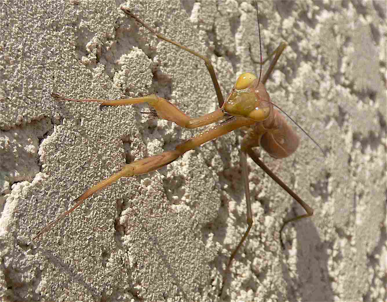 La mante religieuse - Quel est cet animal