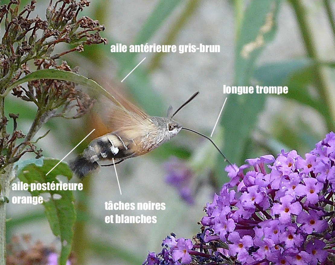 Le moro-sphinx - Quel est cet animal