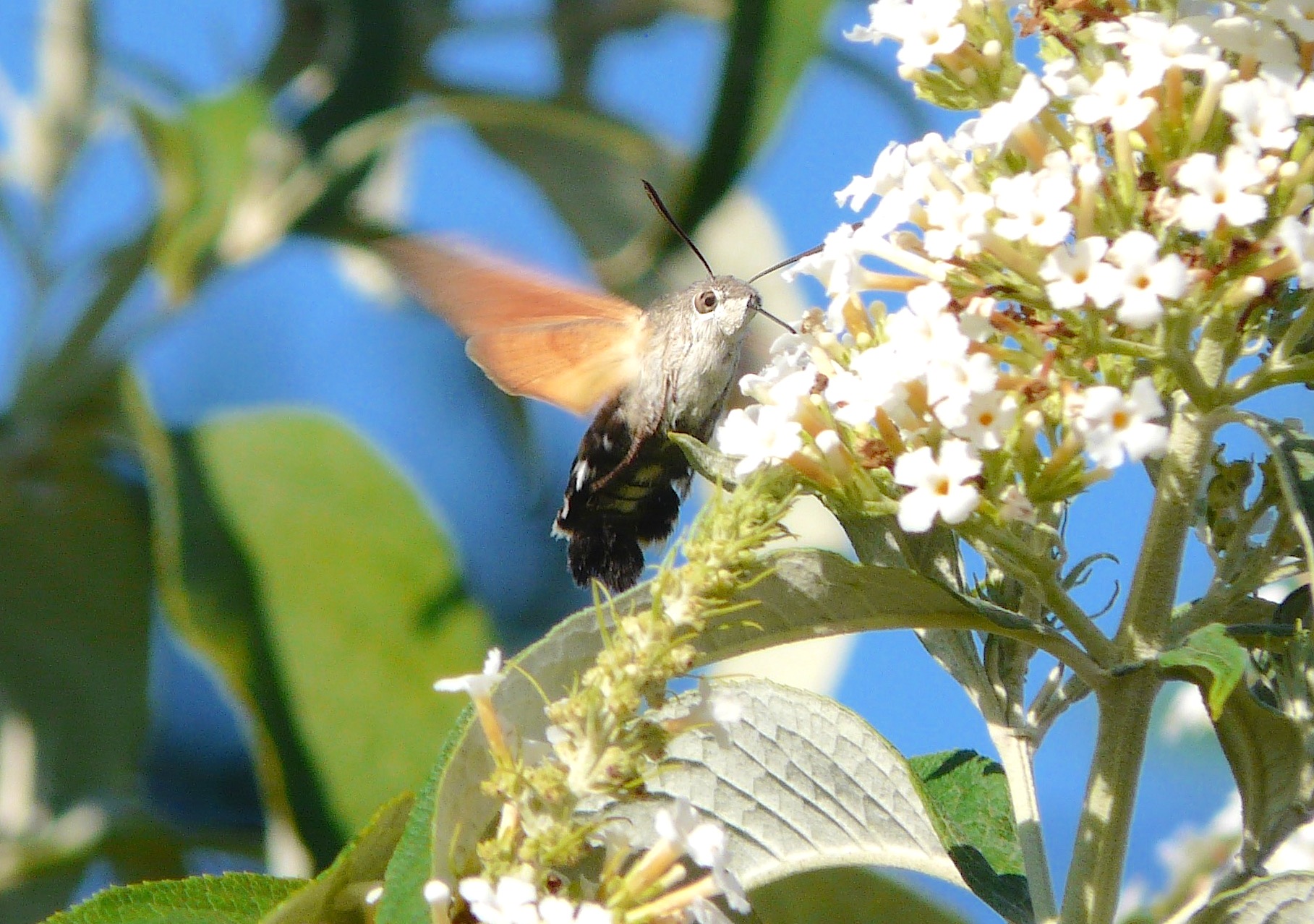 Le moro-sphinx - Quel est cet animal