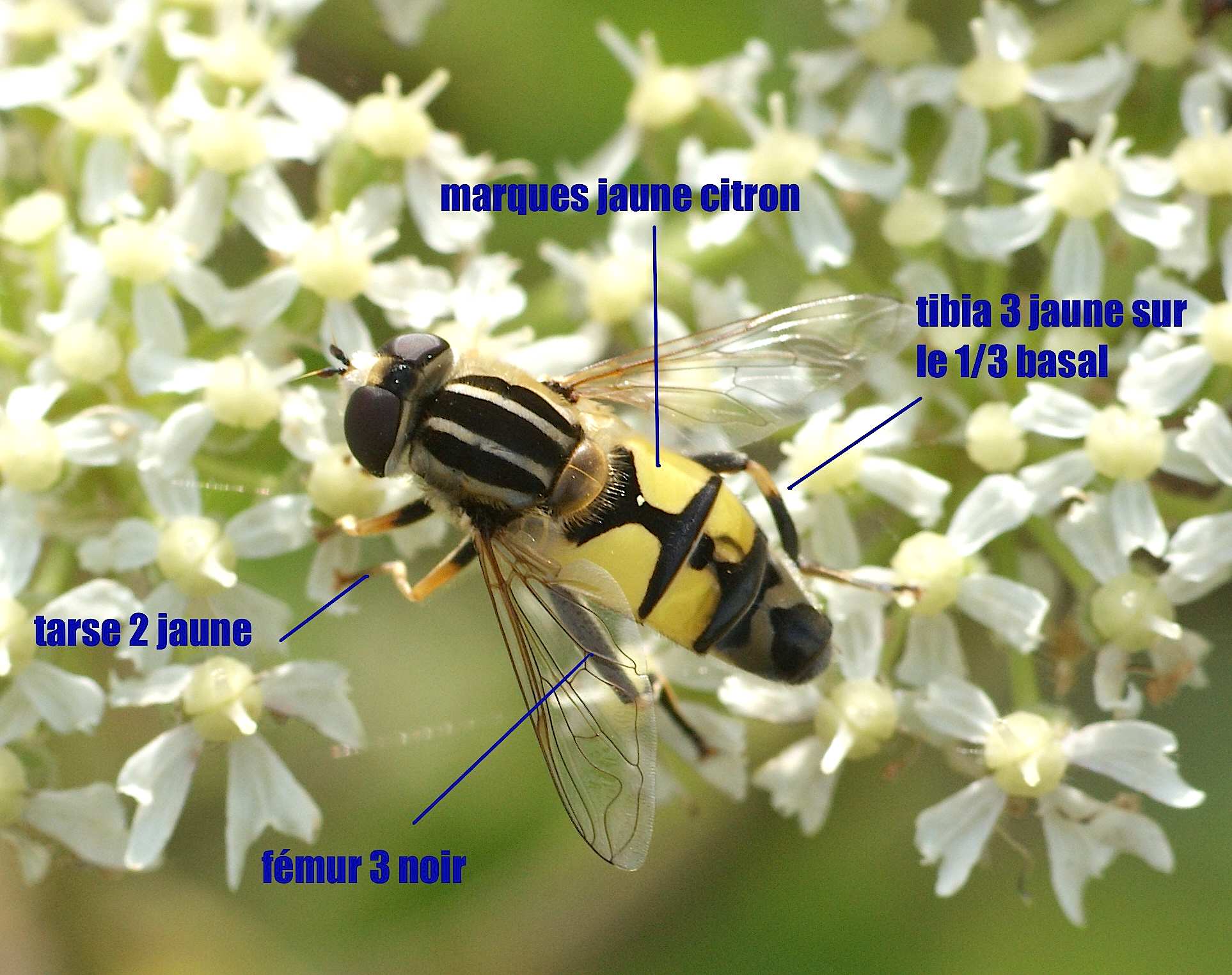 mouche jaune et noire Archives - Quel est cet animal