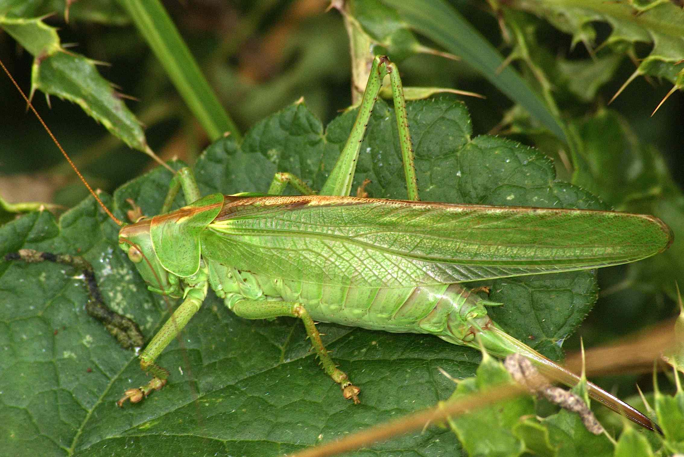 La Grande Sauterelle Verte Quel Est Cet Animal