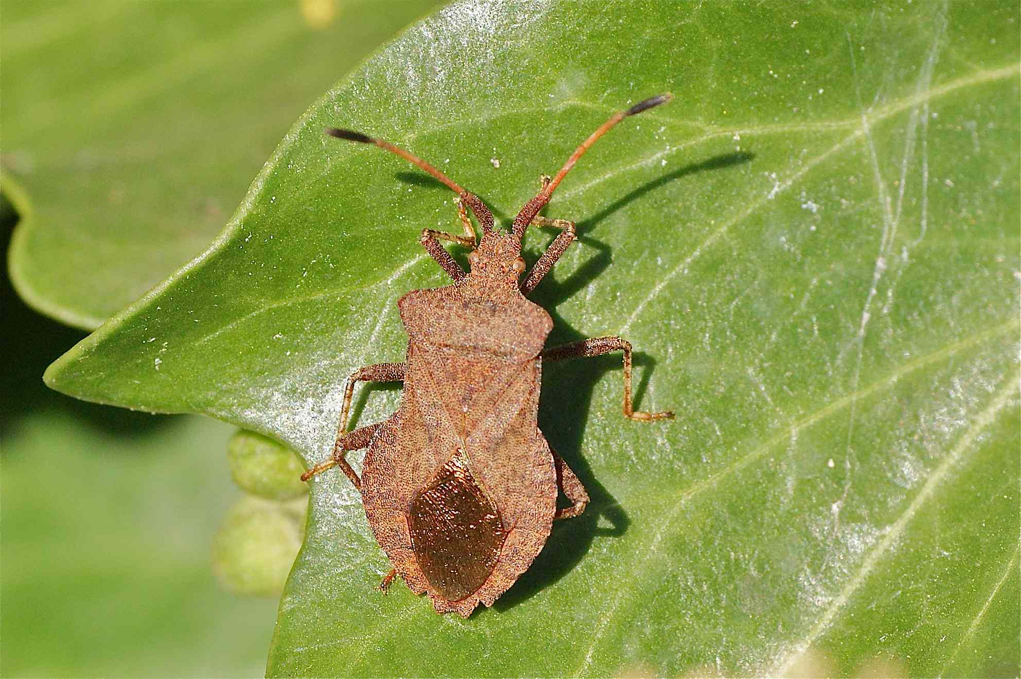 punaise brune Archives - Quel est cet animal