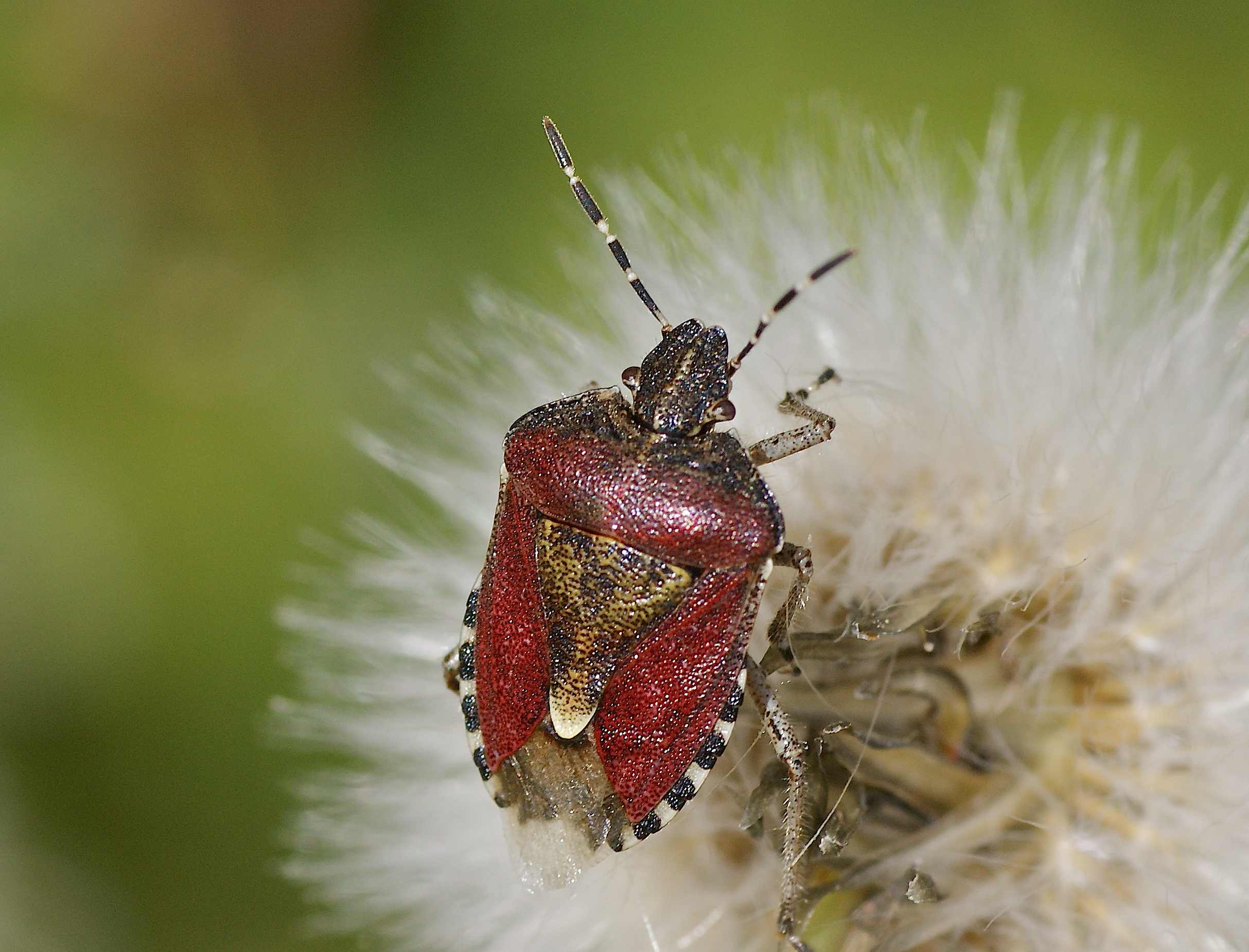 punaise rose et verte Archives - Quel est cet animal
